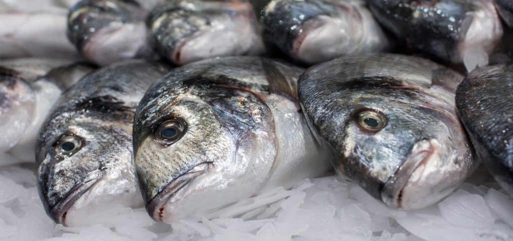 About Fish Focus | Aquaculture Focus | Seafood Focus