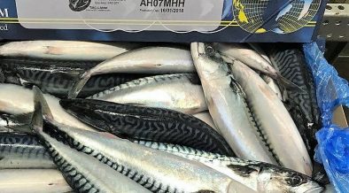 Mackerel and Herring Flying the Flag for Scotland | Fish Focus