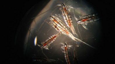 Arctic zooplankton enjoy life in slow lane | Marine Science News
