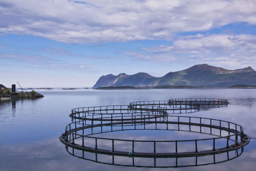 Boosting EU Fish Breeding | Aquaculture | Fish Focus