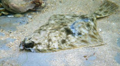 More Male Southern Flounder if Water is Warmer | Marine Science