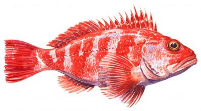 Approval for Rosefish to be Used as Lobster Bait | Aquaculture