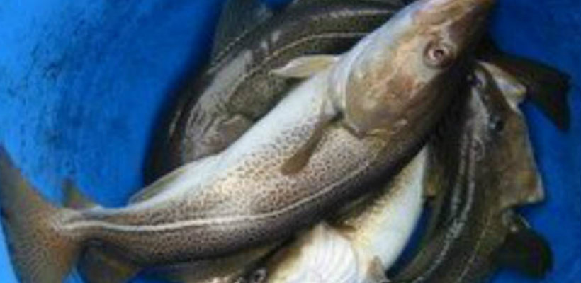 Canadian Fishers Call for Action Over Northern Cod | Commercial Fishing