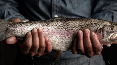 Riverence Becomes Largest Trout Producer in Americas | Aquaculture