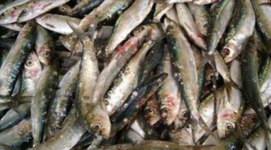 Russian Frozen Fish Prices Volatile | Seafood | Fish Focus