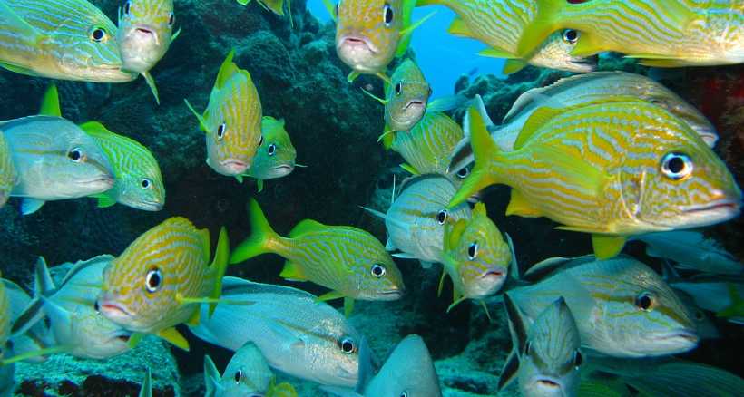 A Future Ocean that is Too Warm for Corals | Marine Science | Fish Focus