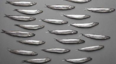 Big Increase in Icelandic Capelin Catch in February | Fish Focus