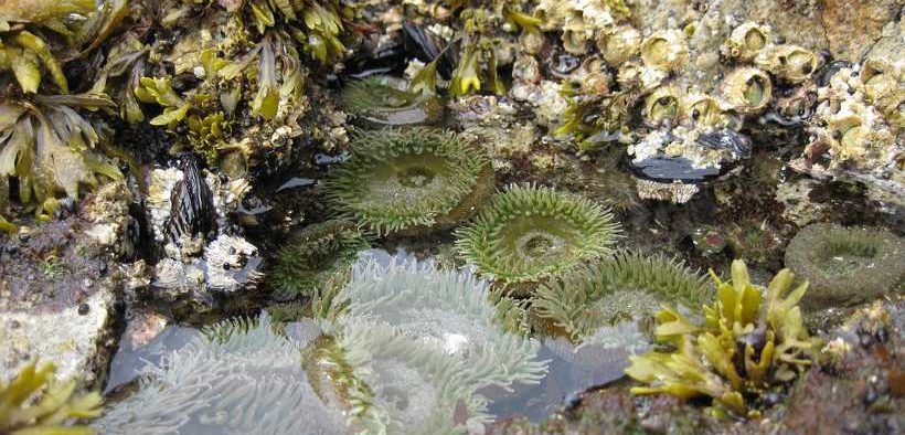 Sussex Marine Hand Gathering Byelaw | Commercial Fishing | Fish Focus