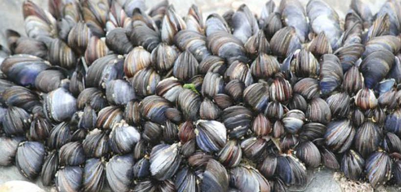 Consultation on Hand Gathering of Shellfish in Northern Ireland