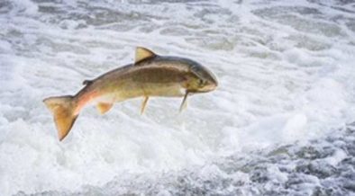 New Report Finds UK Salmon Stocks Reaching Crisis | Fish Focus