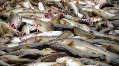 Barents Sea Cod Quota Down 20 Per Cent for 2023 | Fish Focus