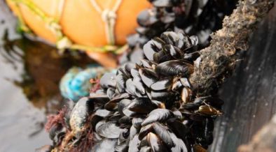 Moving Mussels: New Insights into Shellfish Farming | Fish Focus