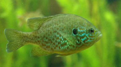Beware of Aliens! Take Action to Tackle Rise of Invasive Species