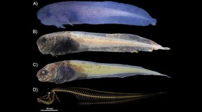 New Species of Deep-Sea Fish Discovered in the Atacama Trench