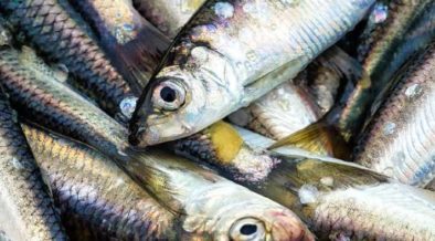 Strong Growth in Norwegian Seafood Industry | Fish Focus