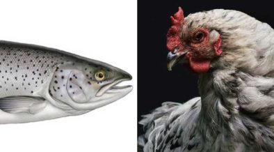 Due to their Feed, Chicken and Farmed Salmon | Fish Focus