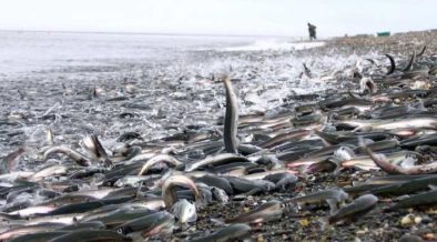 Icelandic Capelin TAC Announced | Fish Focus
