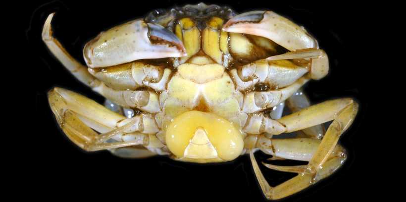 A Crab is Never Just a Crab | Marine Science | Fish Focus