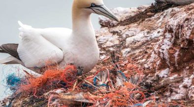 If we can't Untangle this Mess, Norway's Blue Industry