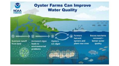 New Tool Helps Oyster Growers Measure Water Quality Benefits