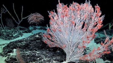 The Ocean Hope Expedition | Fish Focus