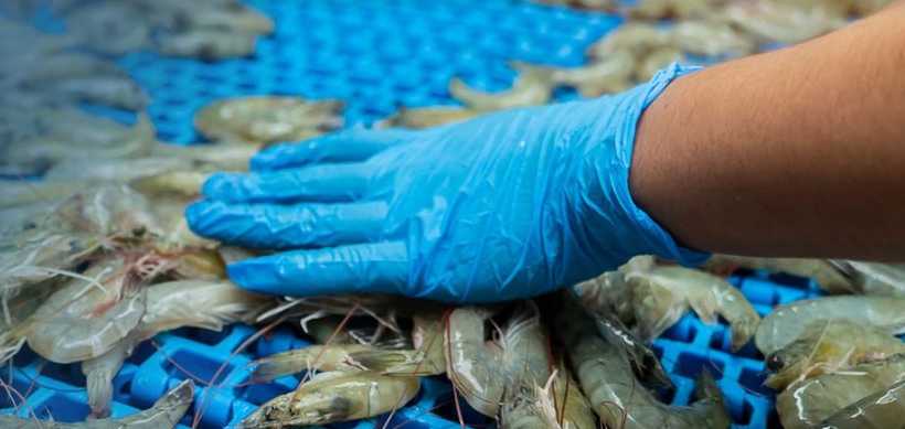 Xyrex® Clarifies Ingredient Safety in PrawnFresh™