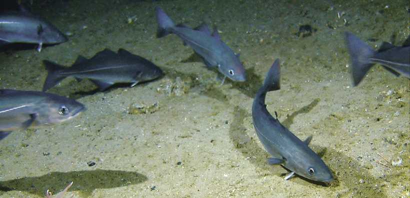 Fish from the Barents Sea has Fewer Environmental Toxins