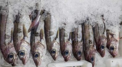 What is the Optimal Point in Time to Freeze Fish? | Fish Focus