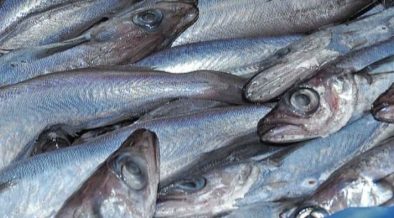 2025 State of World Fisheries and Aquaculture (SOFIA) Archives - Fish Focus